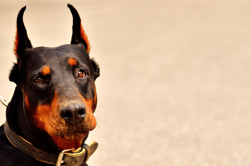 Doberman Dog Attacks: The Essential Facts